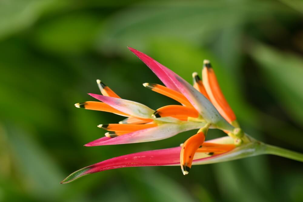 Blog www.hawaiianleigreetings.com